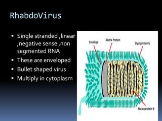 Rhabdovirus | PPTX