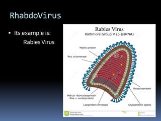 Rhabdovirus | PPTX