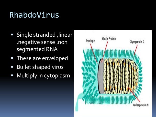 Rhabdovirus
