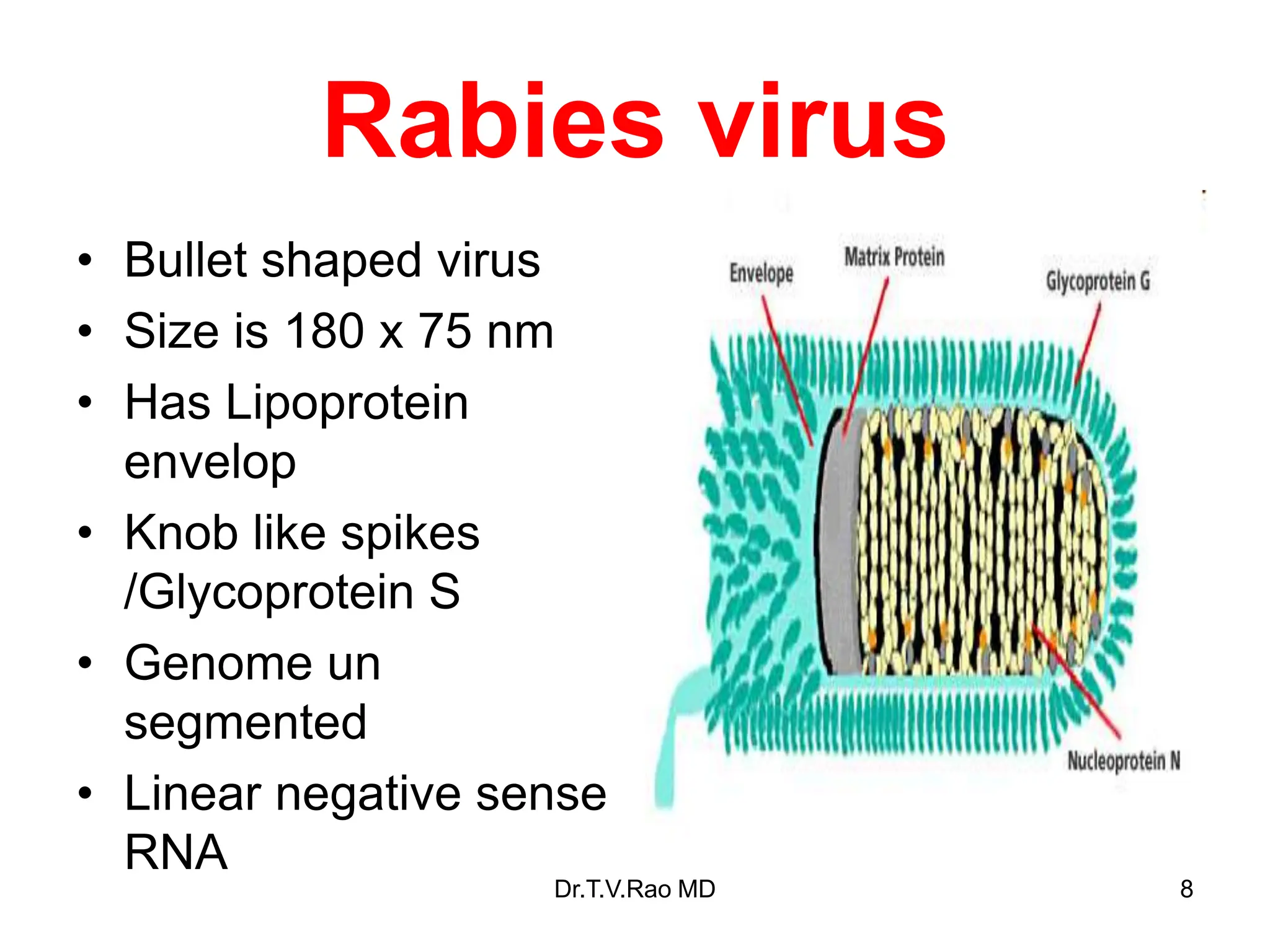 rhabdoviruses-teaching-120915213700-phpapp02.pdf