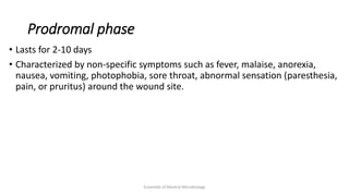 Rhabdo Viruses (Rabies virus) | PPT