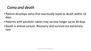 Rhabdo Viruses (Rabies virus) | PPT
