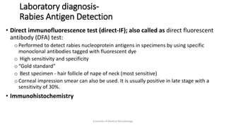 Rhabdo Viruses (Rabies virus) | PPT