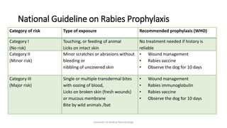 Rhabdo Viruses (Rabies virus) | PDF
