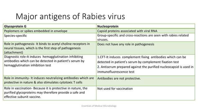 Rhabdo Viruses (Rabies virus) | PDF