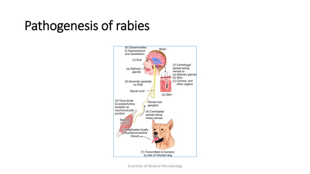 Rhabdo Viruses (Rabies virus) | PDF