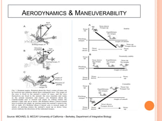 Rhacophorus (flying frog)-An evolutionary miracle | PPTX