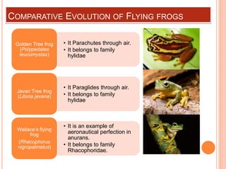 Rhacophorus (flying frog)-An evolutionary miracle | PPTX