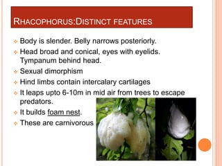 Rhacophorus (flying frog)-An evolutionary miracle | PPTX