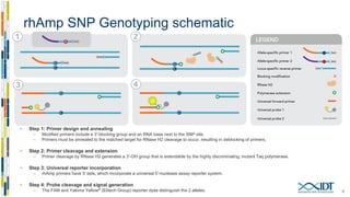 rhAmp™ SNP Genotyping: A novel approach for improving PCR-based SNP ...