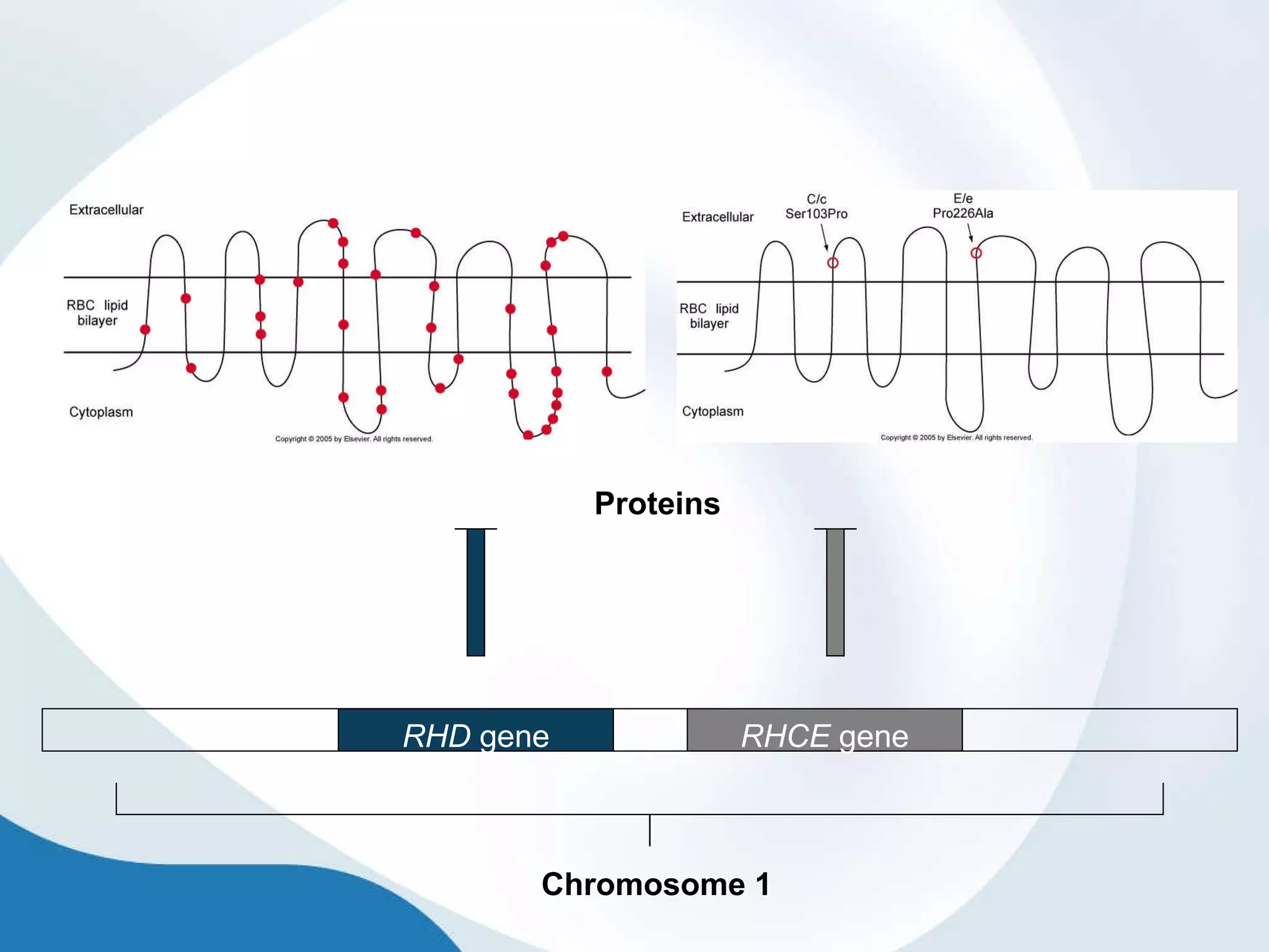 Rh Blood Group System | PPT