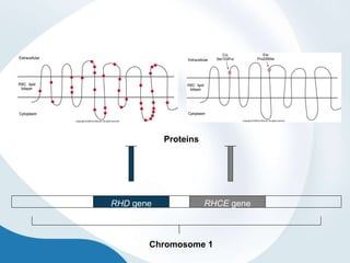 Rh Blood Group System | PPT