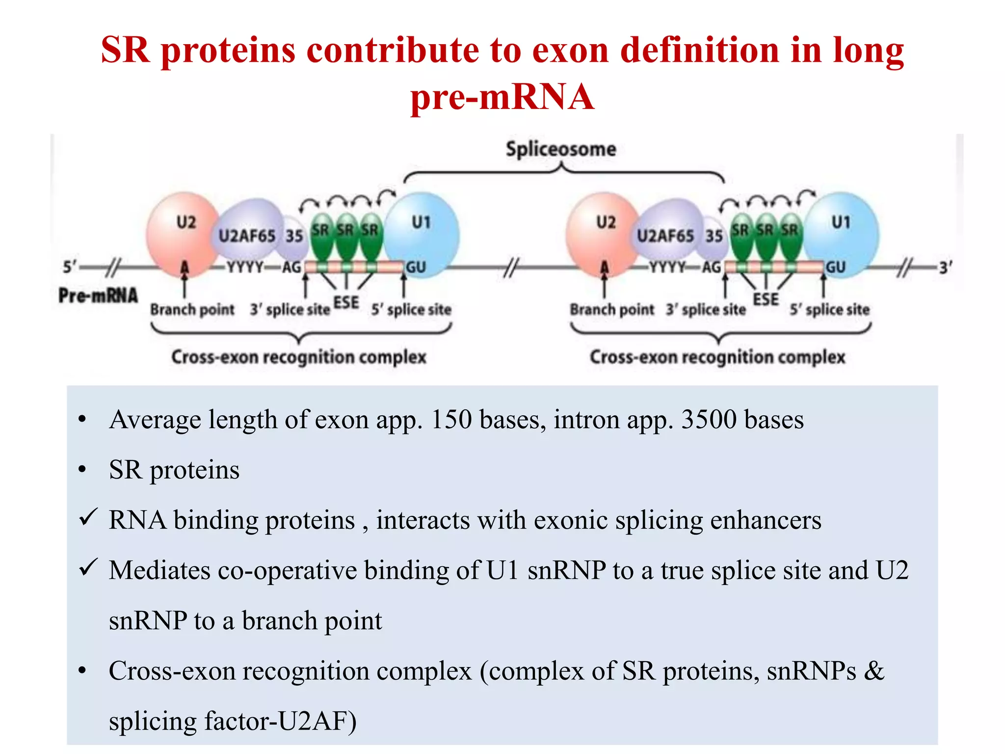 transcription activators, repressors, & control RNA splicing, procesing ...