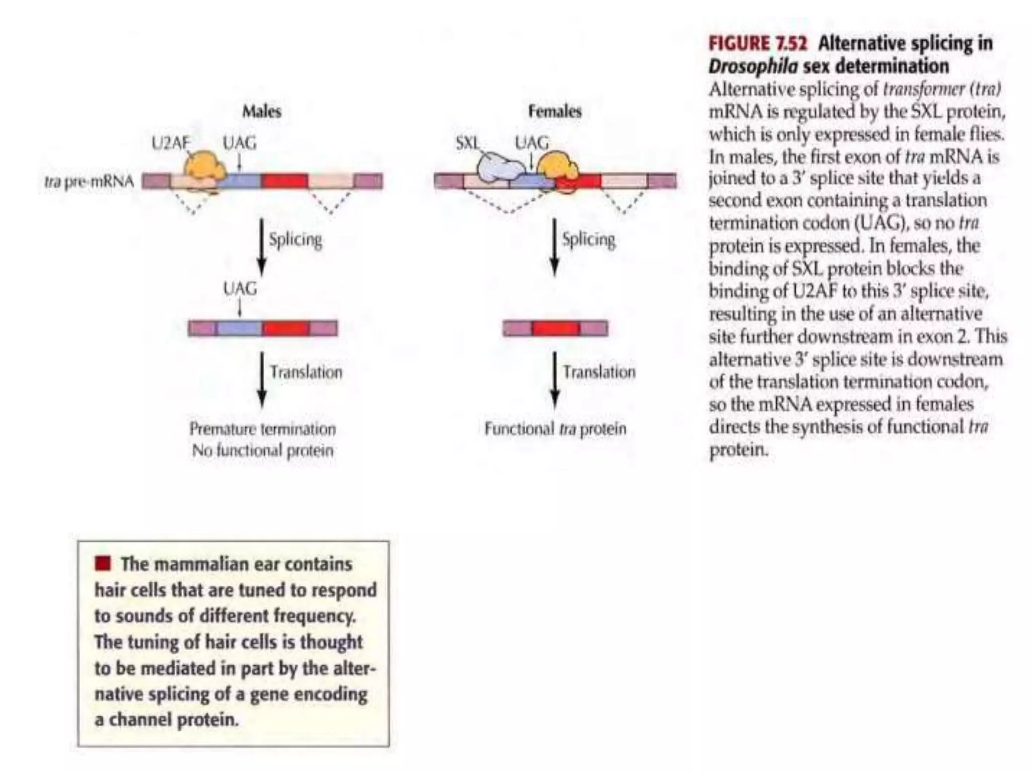 transcription activators, repressors, & control RNA splicing, procesing ...