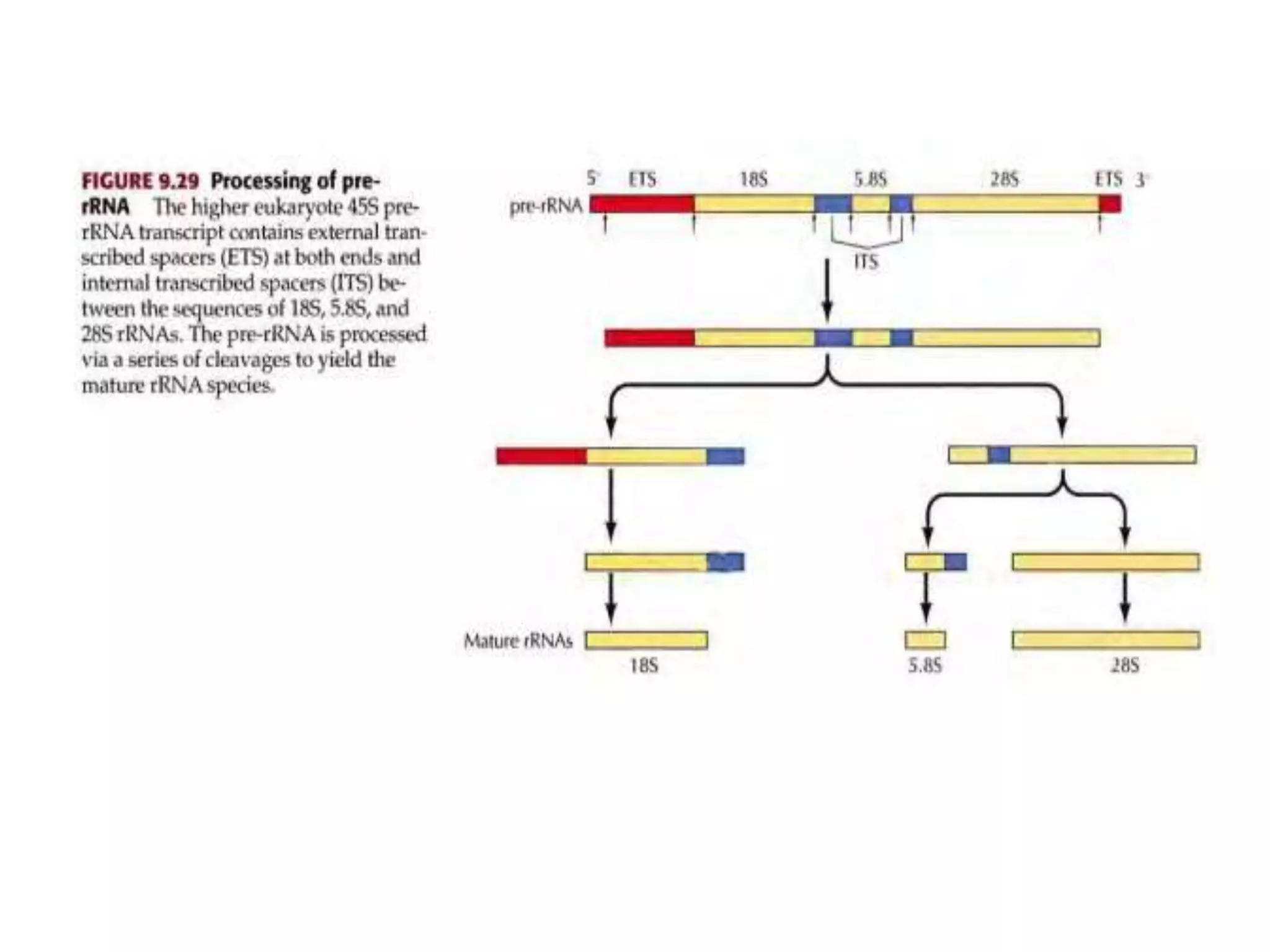 transcription activators, repressors, & control RNA splicing, procesing ...