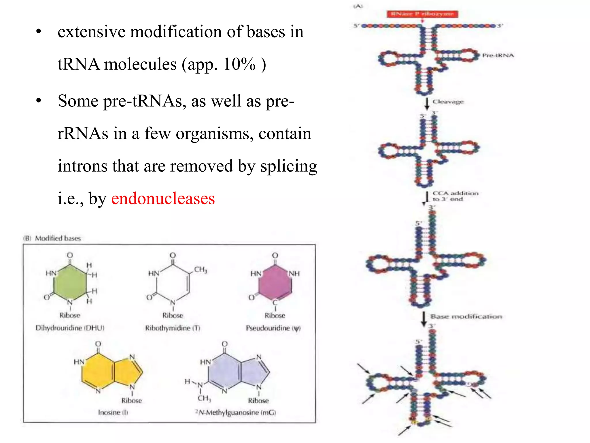 transcription activators, repressors, & control RNA splicing, procesing ...