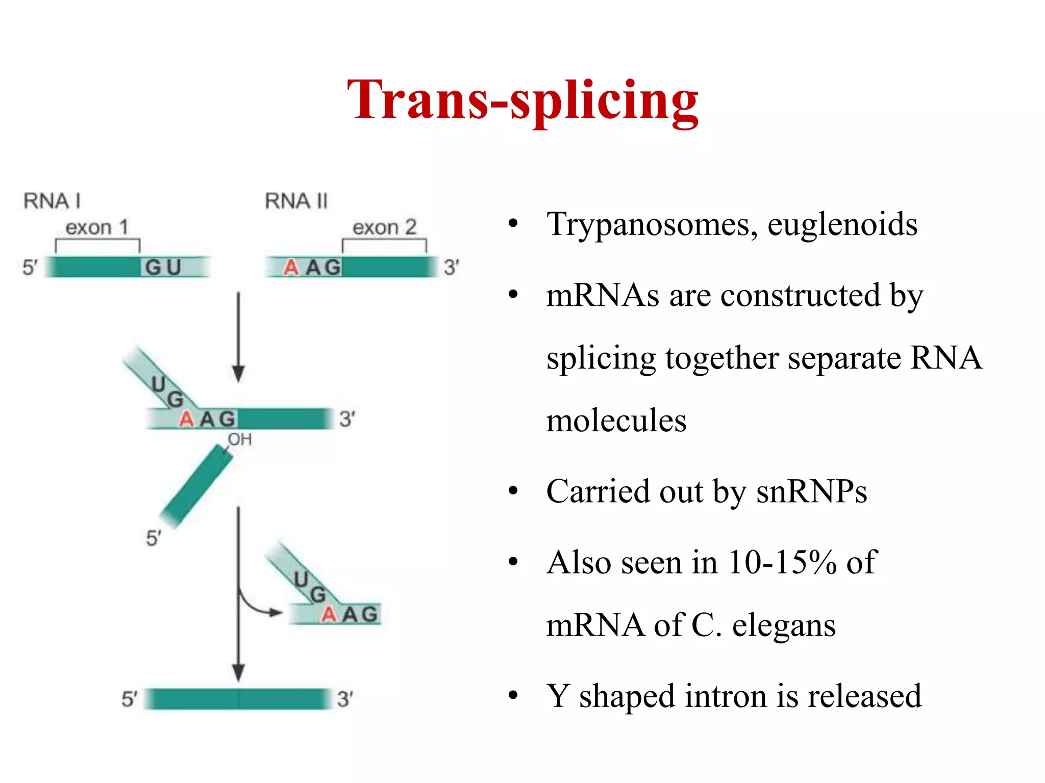 transcription activators, repressors, & control RNA splicing, procesing ...