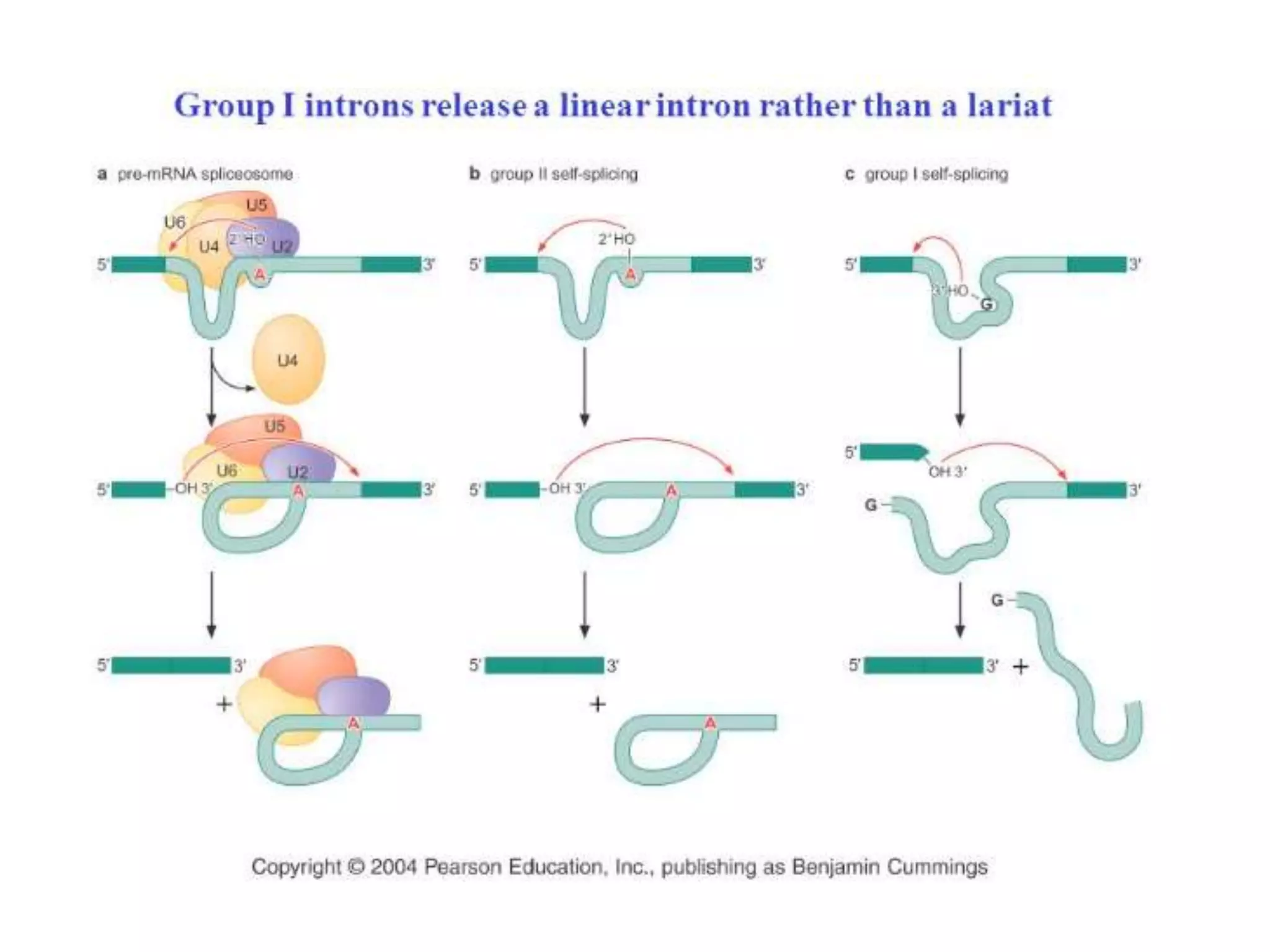transcription activators, repressors, & control RNA splicing, procesing ...