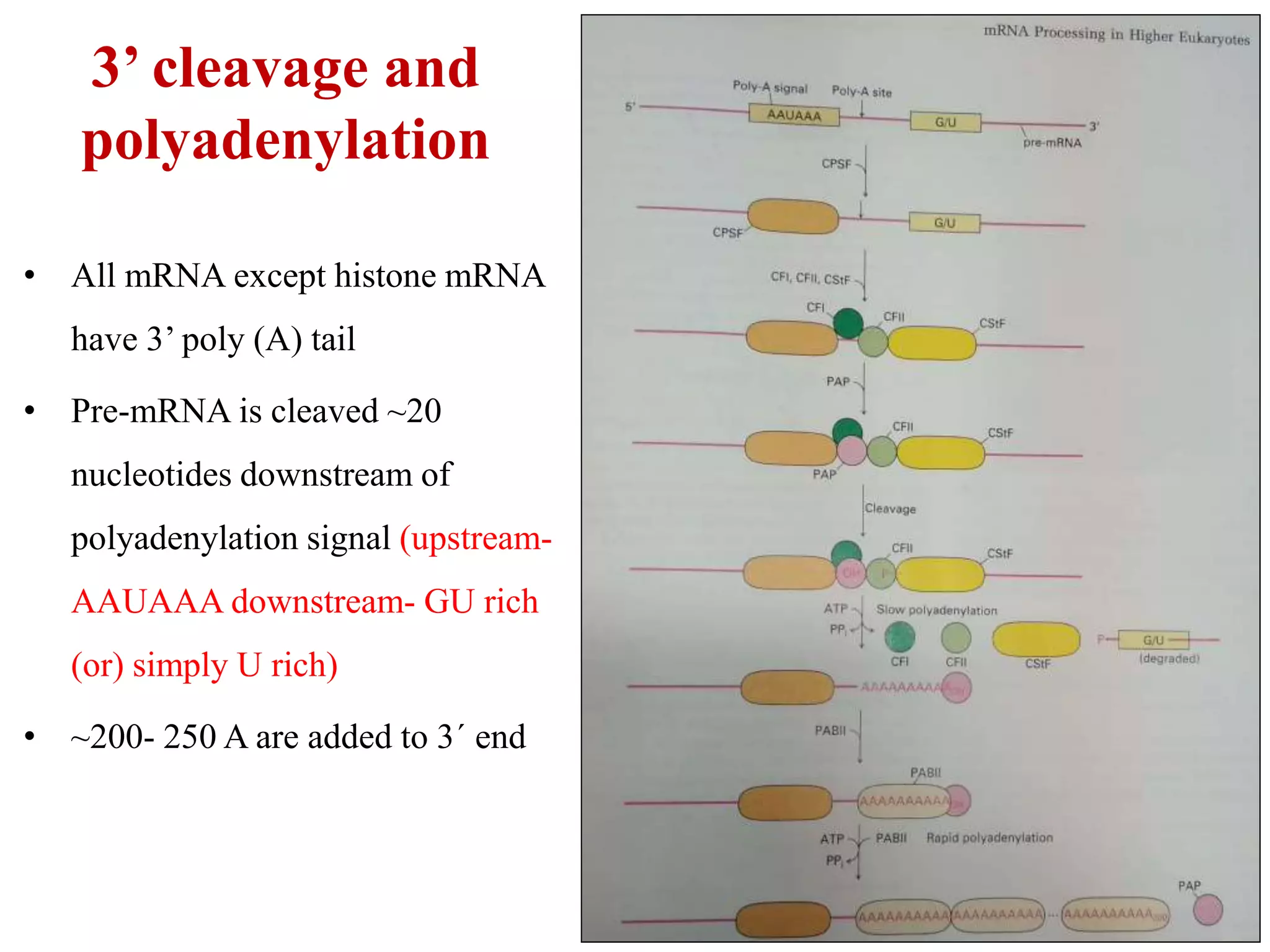 transcription activators, repressors, & control RNA splicing, procesing ...