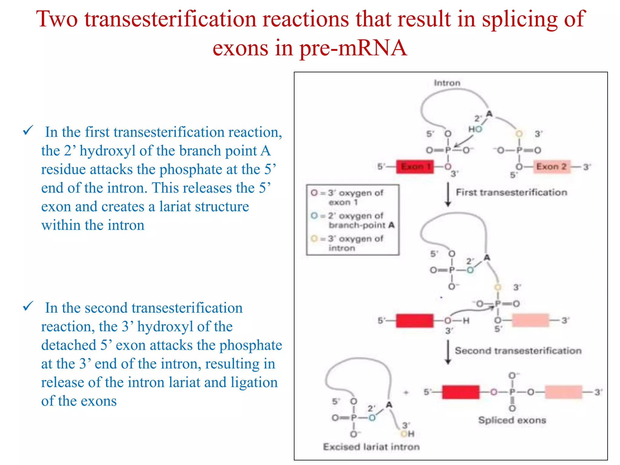transcription activators, repressors, & control RNA splicing, procesing ...