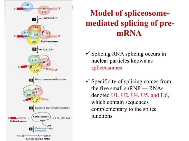 transcription activators, repressors, & control RNA splicing, procesing ...