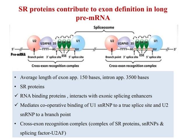 transcription activators, repressors, & control RNA splicing, procesing ...