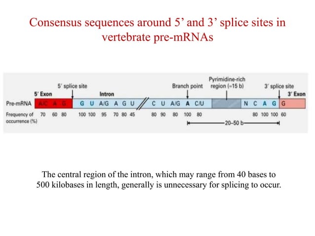 transcription activators, repressors, & control RNA splicing, procesing ...