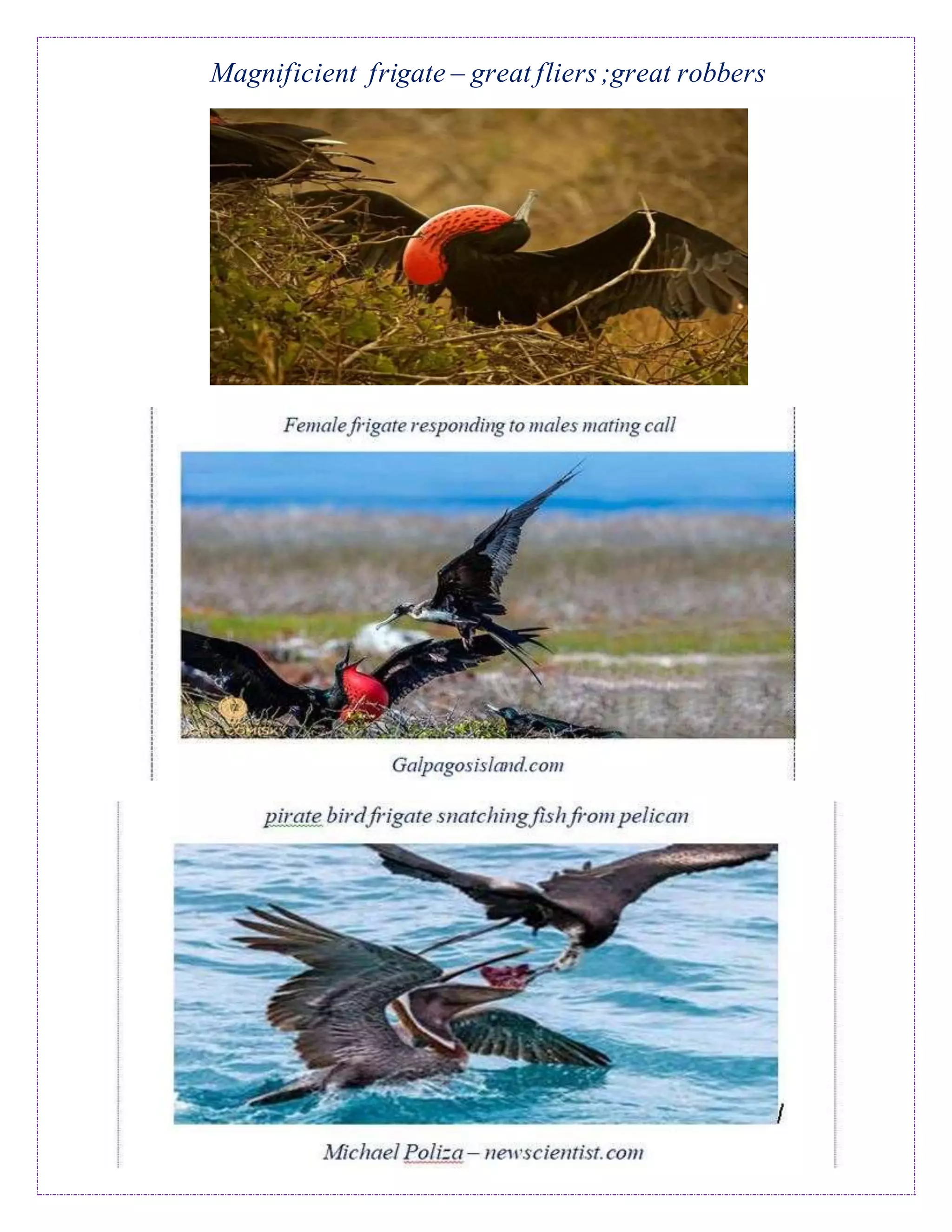 R ecord holding animals- Jeevjantuon ke karname -chapter 2 frigate bird | PDF