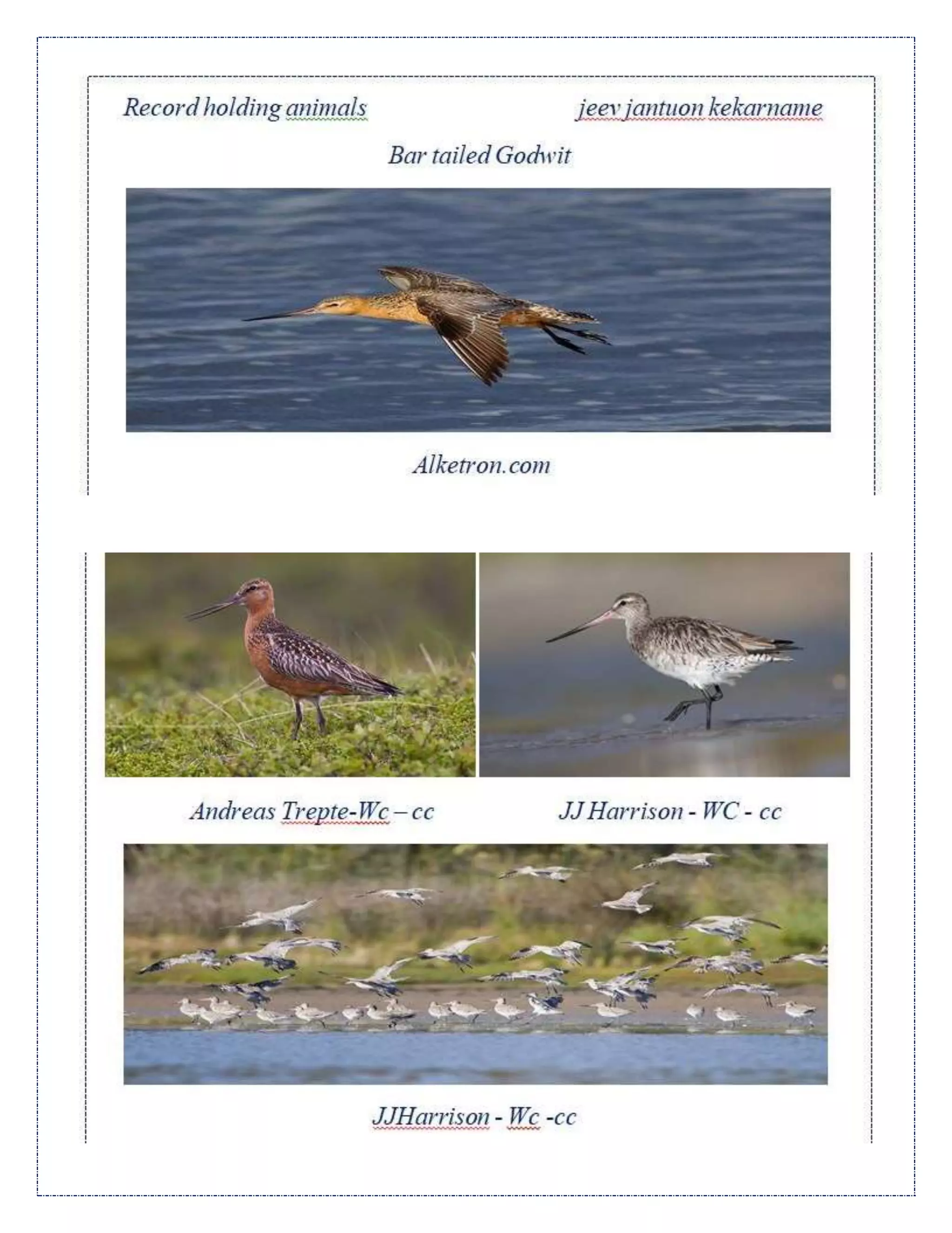 Record holder animals -Jeev Jantuon ke karname chapter 6 migratory bird Bartailed godwit | PDF