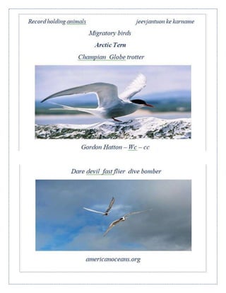Record holder animals Jeev jantuon ke karname Chapter 6 - Migratory birds - Arctic tern - | DOCX ...