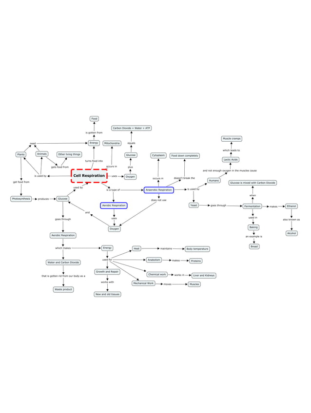 Rhea-Concept Map | PDF
