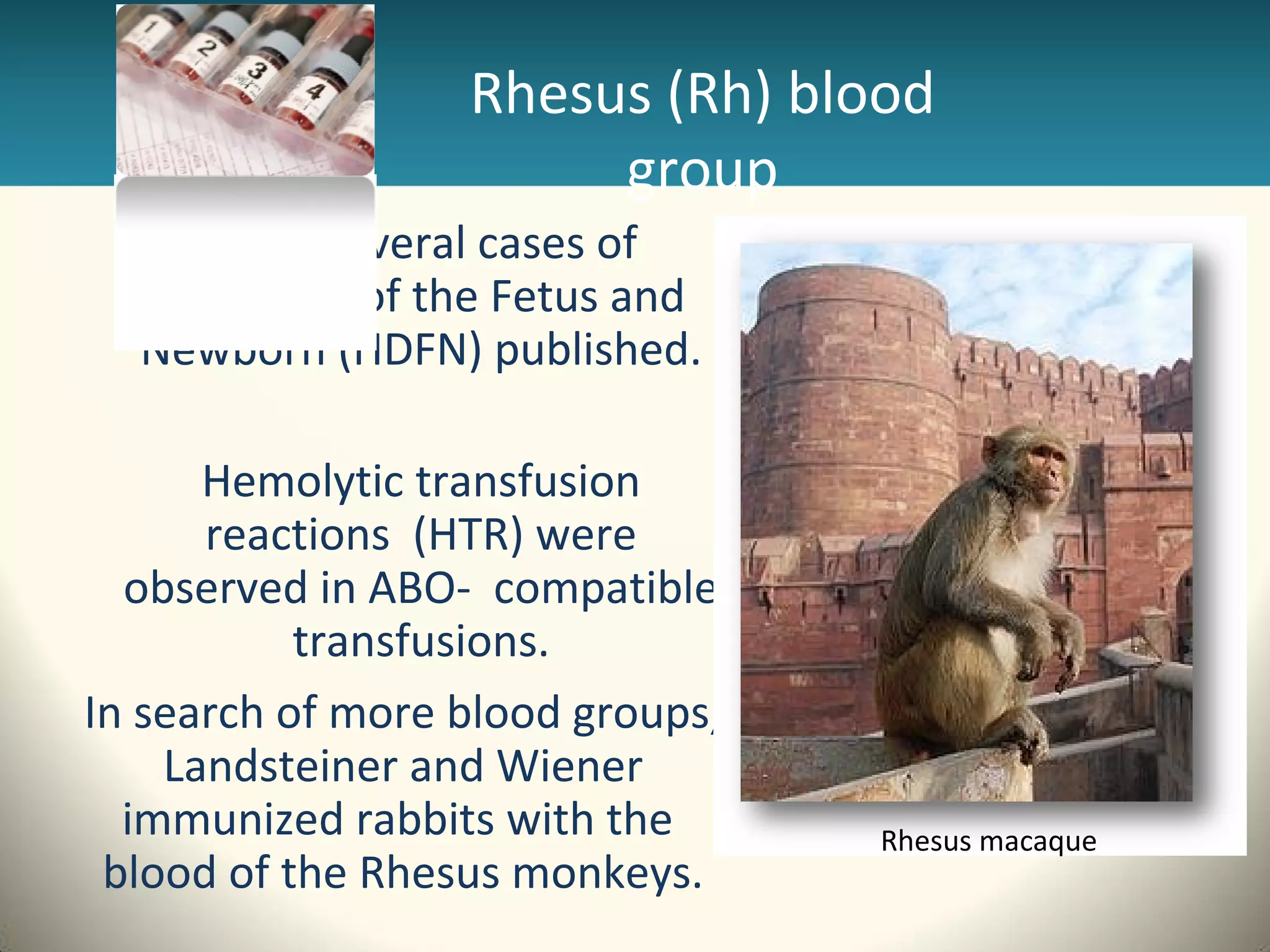 Rhesus | PPT