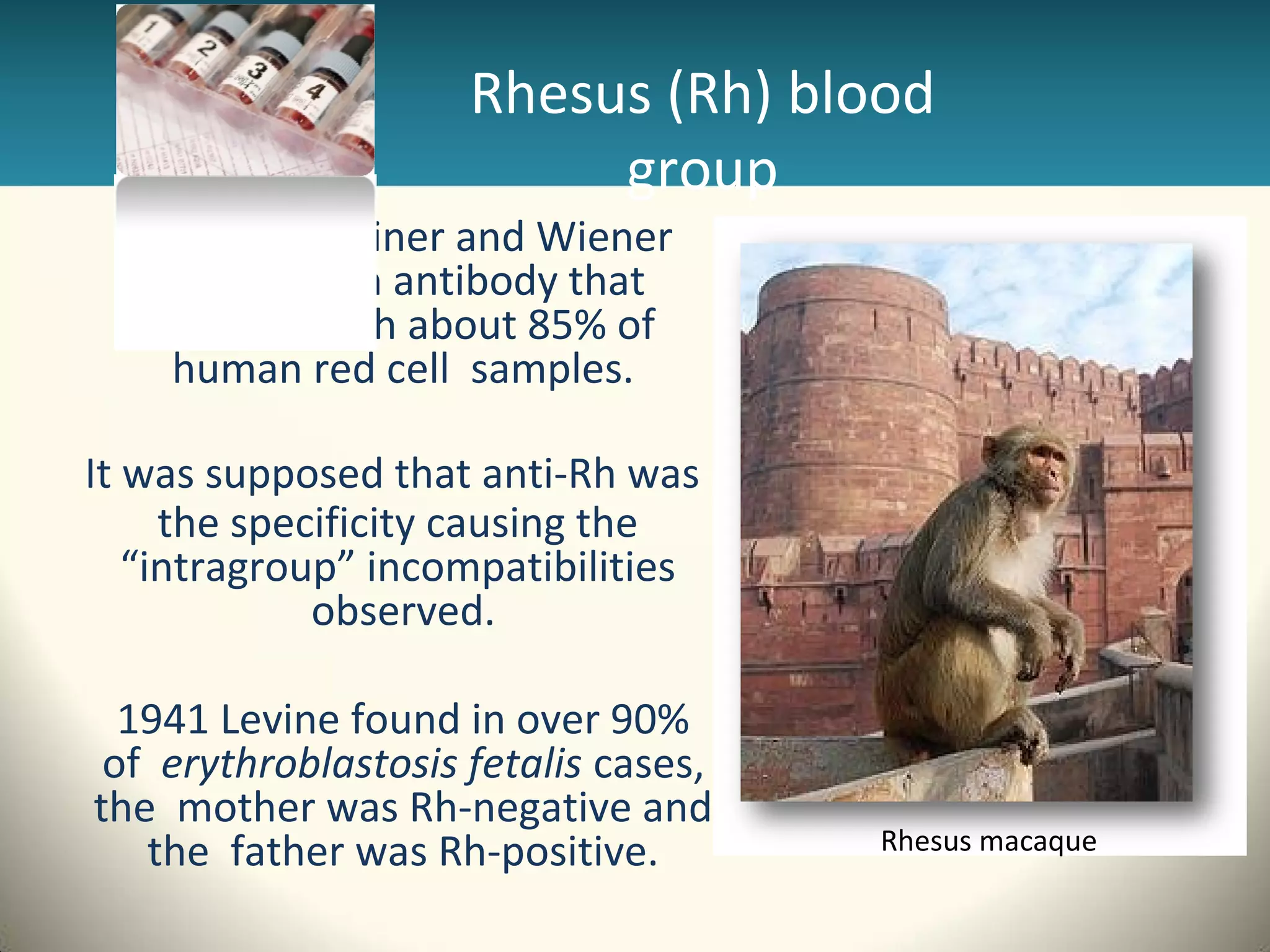 Rhesus | PPT
