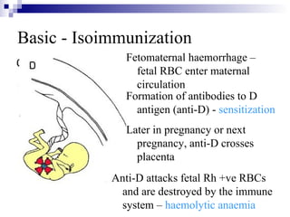 Rhesus Isoimmunisation | PPT