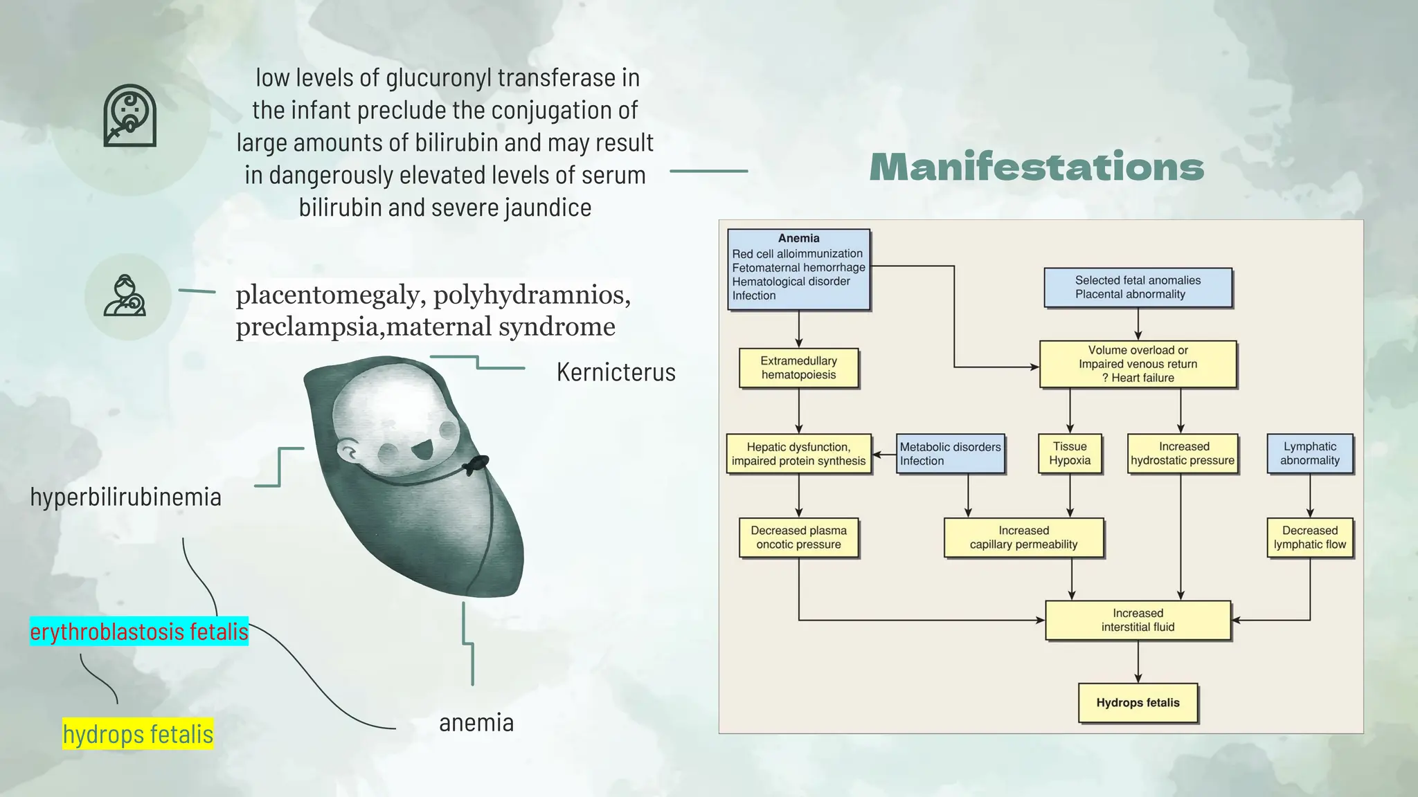 Rhesus Isoimmunization and its Management | PDF