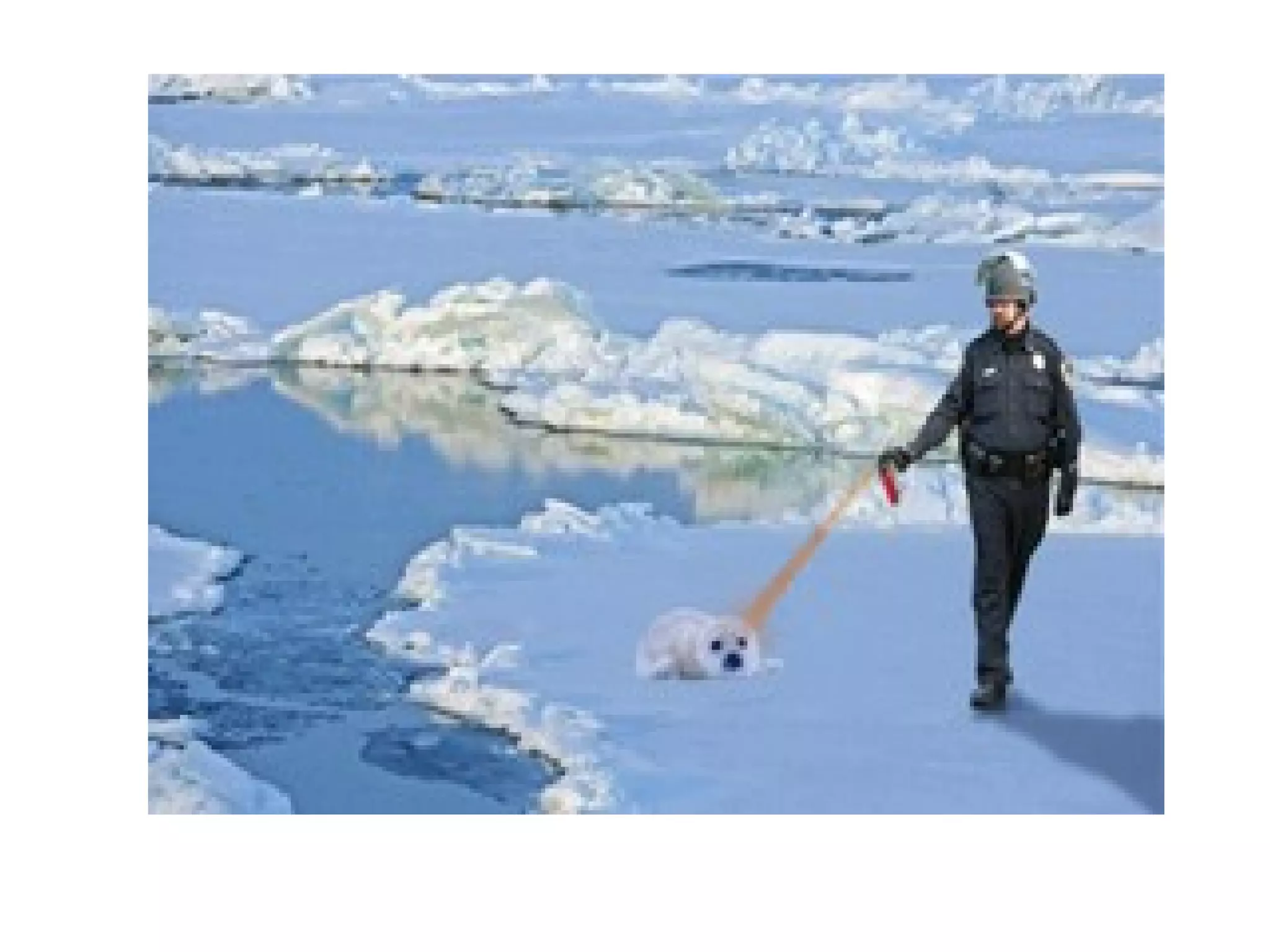 Rhetoric and visual cultures memes | PPT