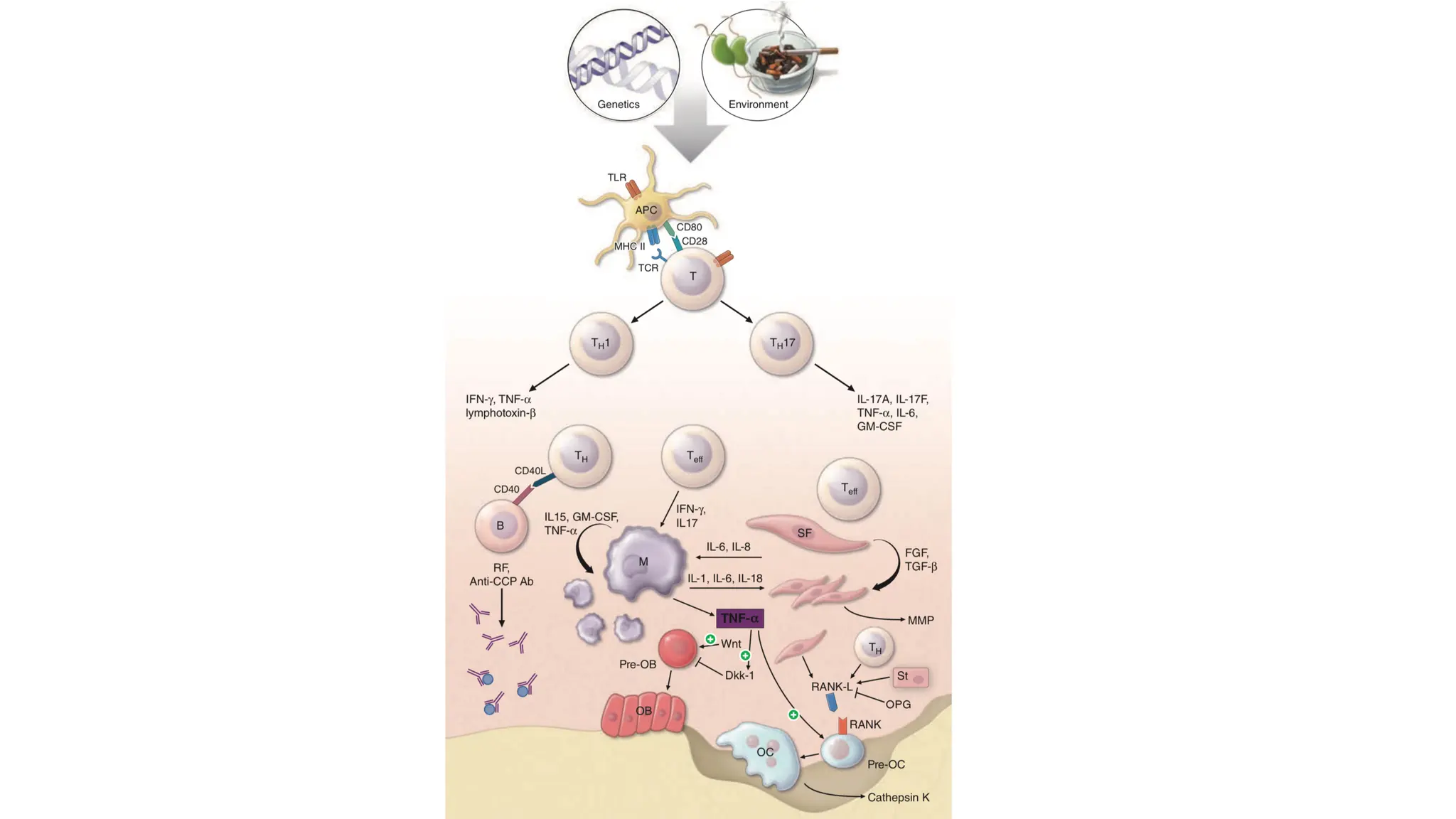 Rheumatoid arthritis ppt ( Ref : Harrisons principles of Internal ...