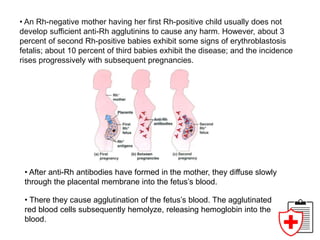 Rh factor | PPTX