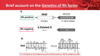 Rh factor and its significance by Prabeen | PPTX