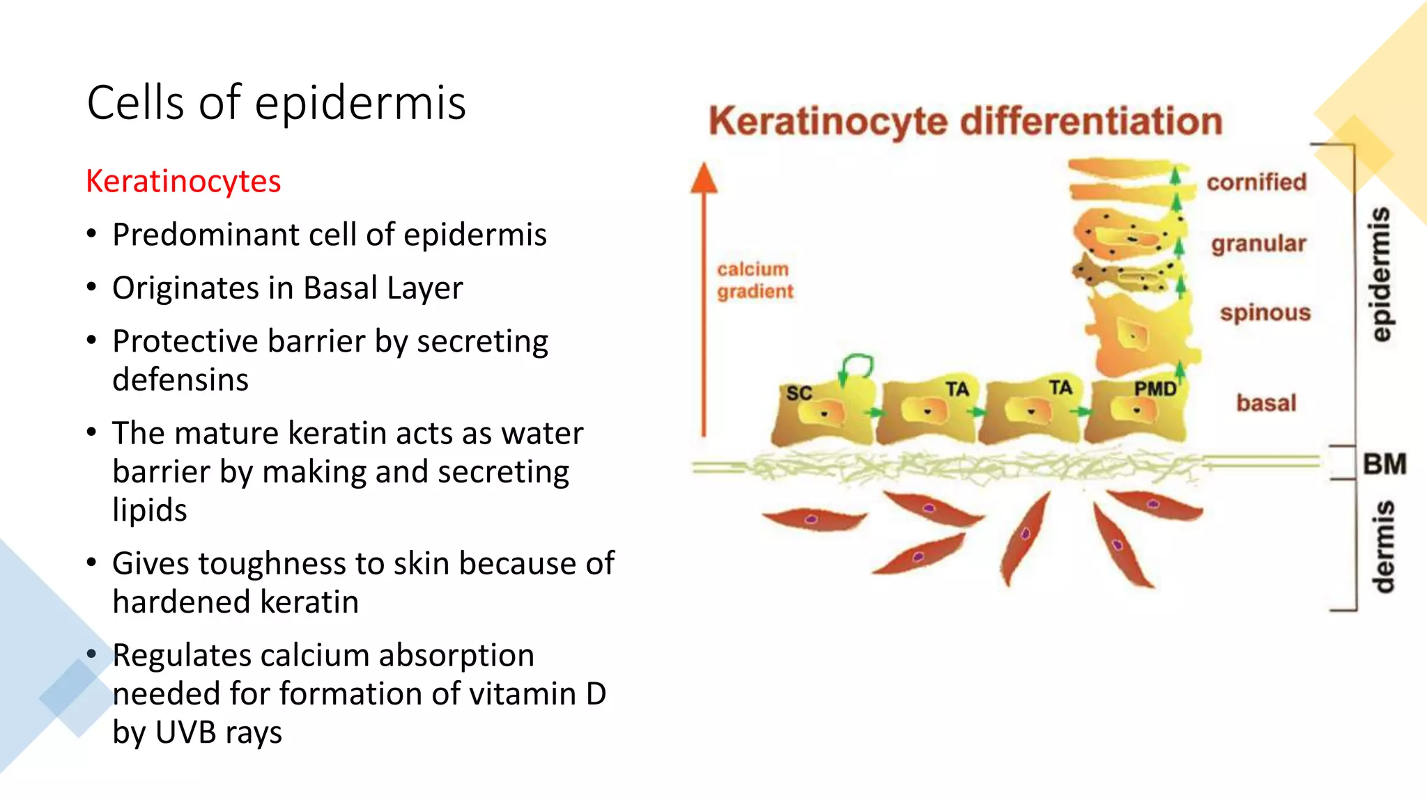 LAYERS OF EPIDERMIS_RHICHA GUPTA.pptx