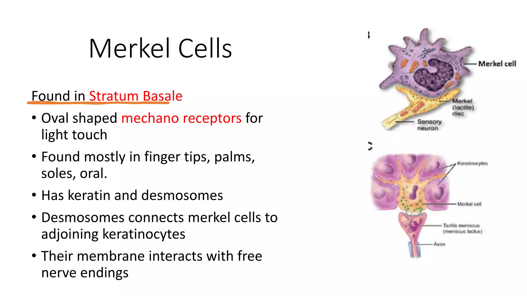 LAYERS OF EPIDERMIS_RHICHA GUPTA.pptx
