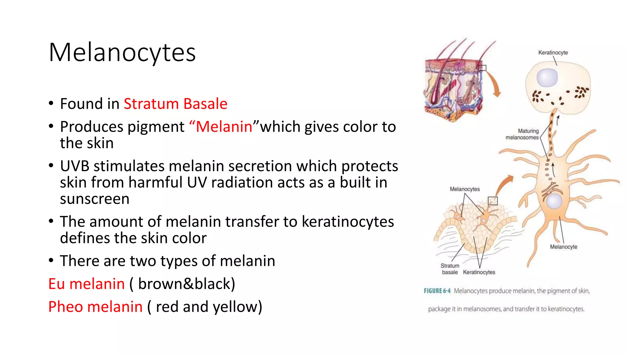 LAYERS OF EPIDERMIS_RHICHA GUPTA.pptx