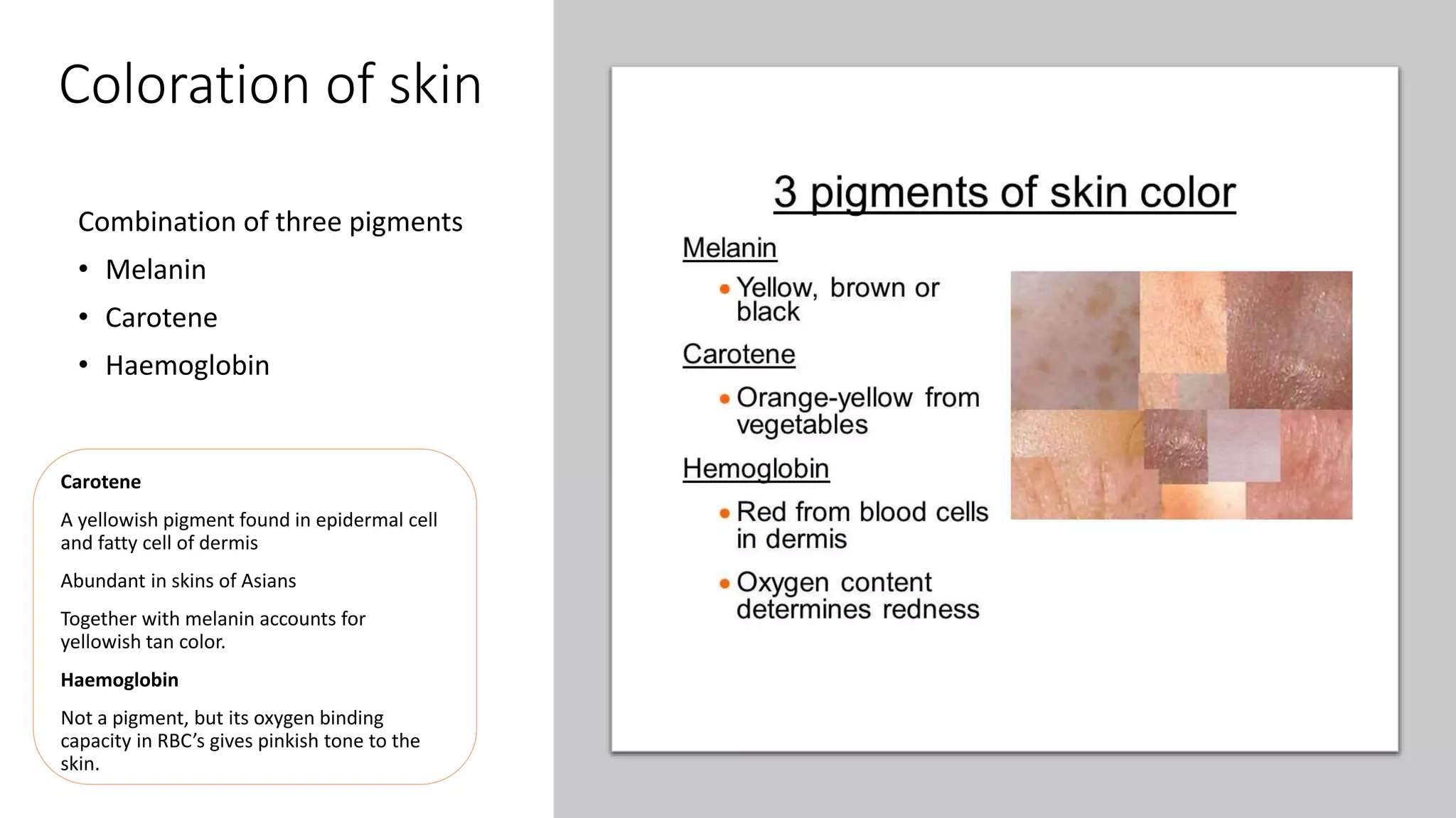 LAYERS OF EPIDERMIS_RHICHA GUPTA.pptx