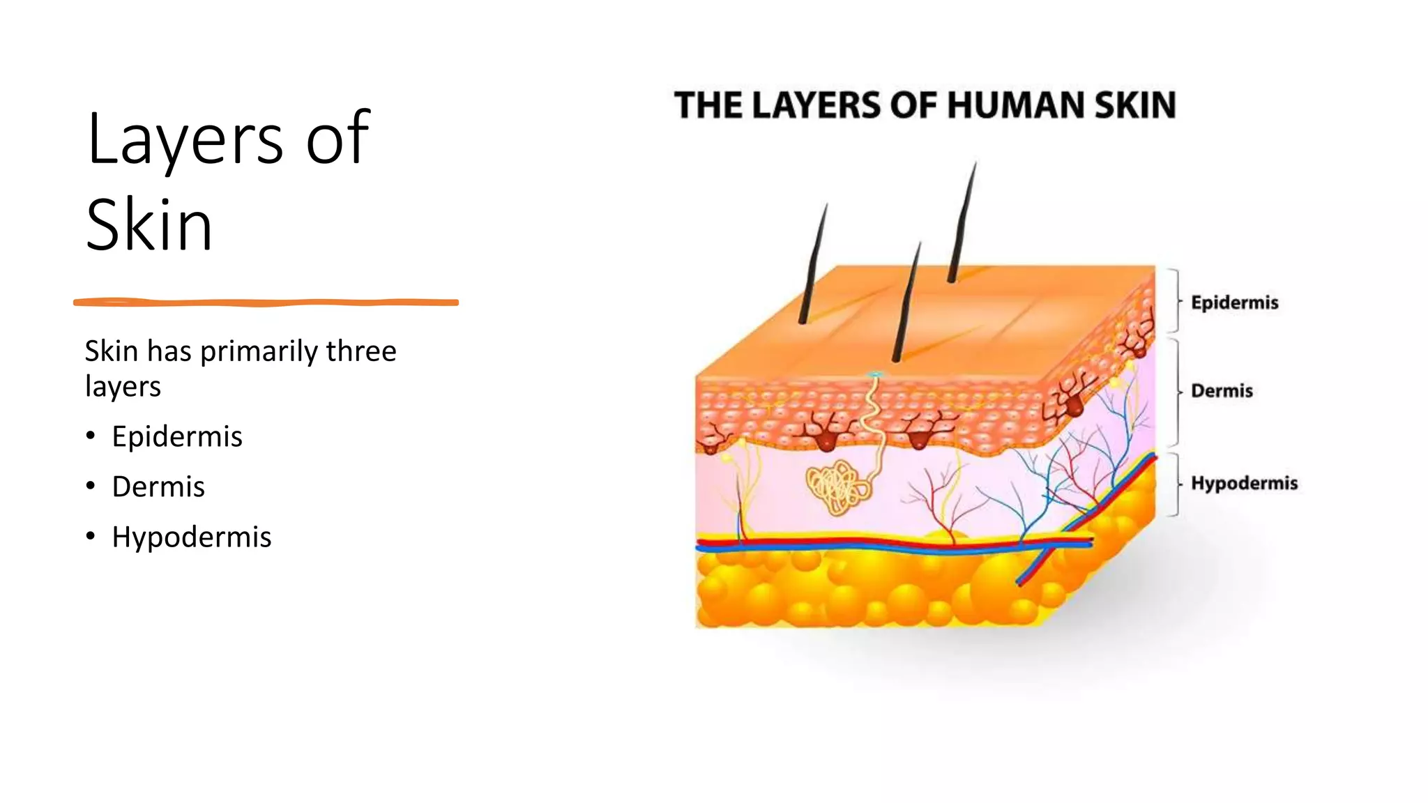 LAYERS OF EPIDERMIS_RHICHA GUPTA.pptx