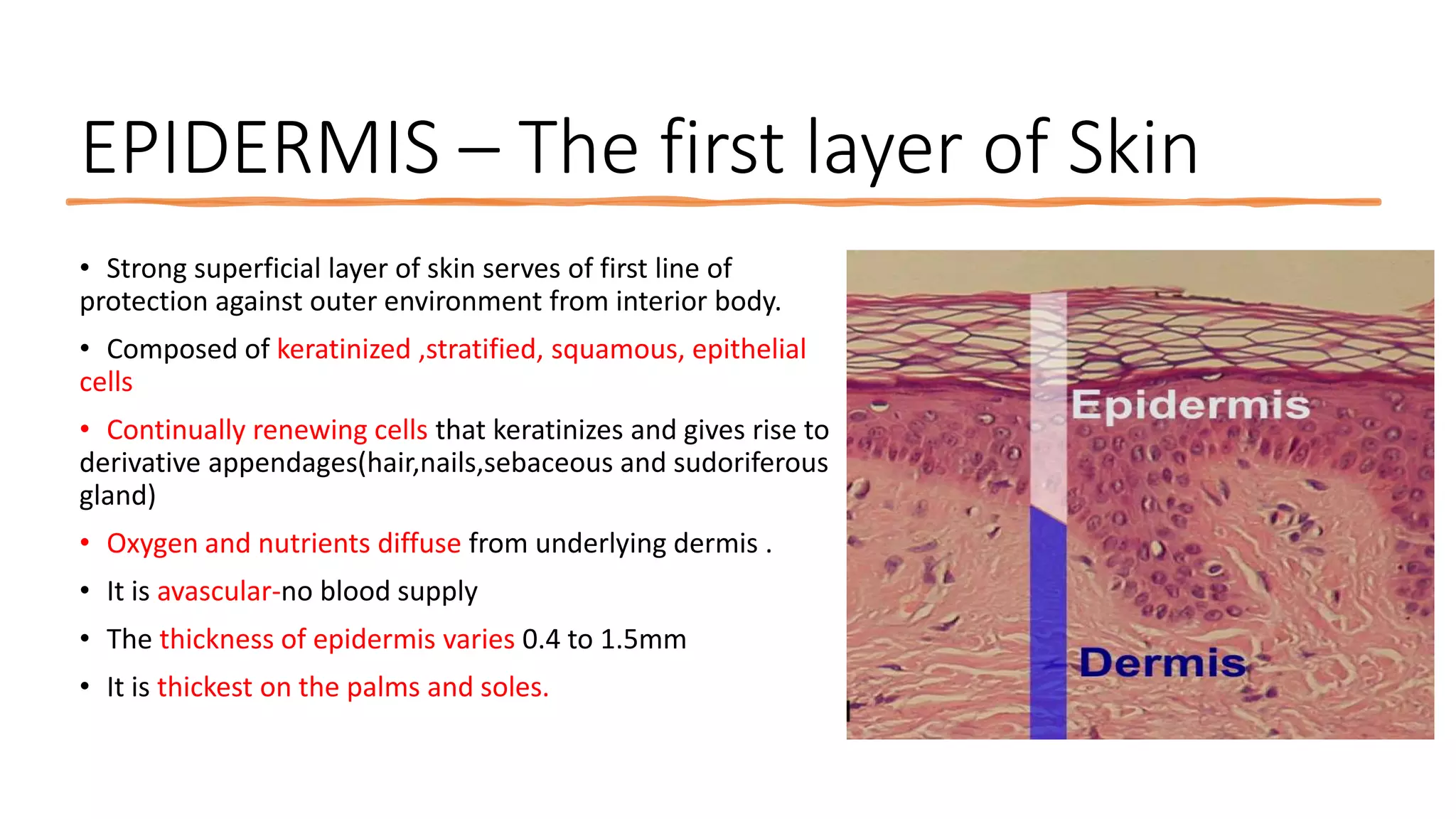 LAYERS OF EPIDERMIS_RHICHA GUPTA.pptx