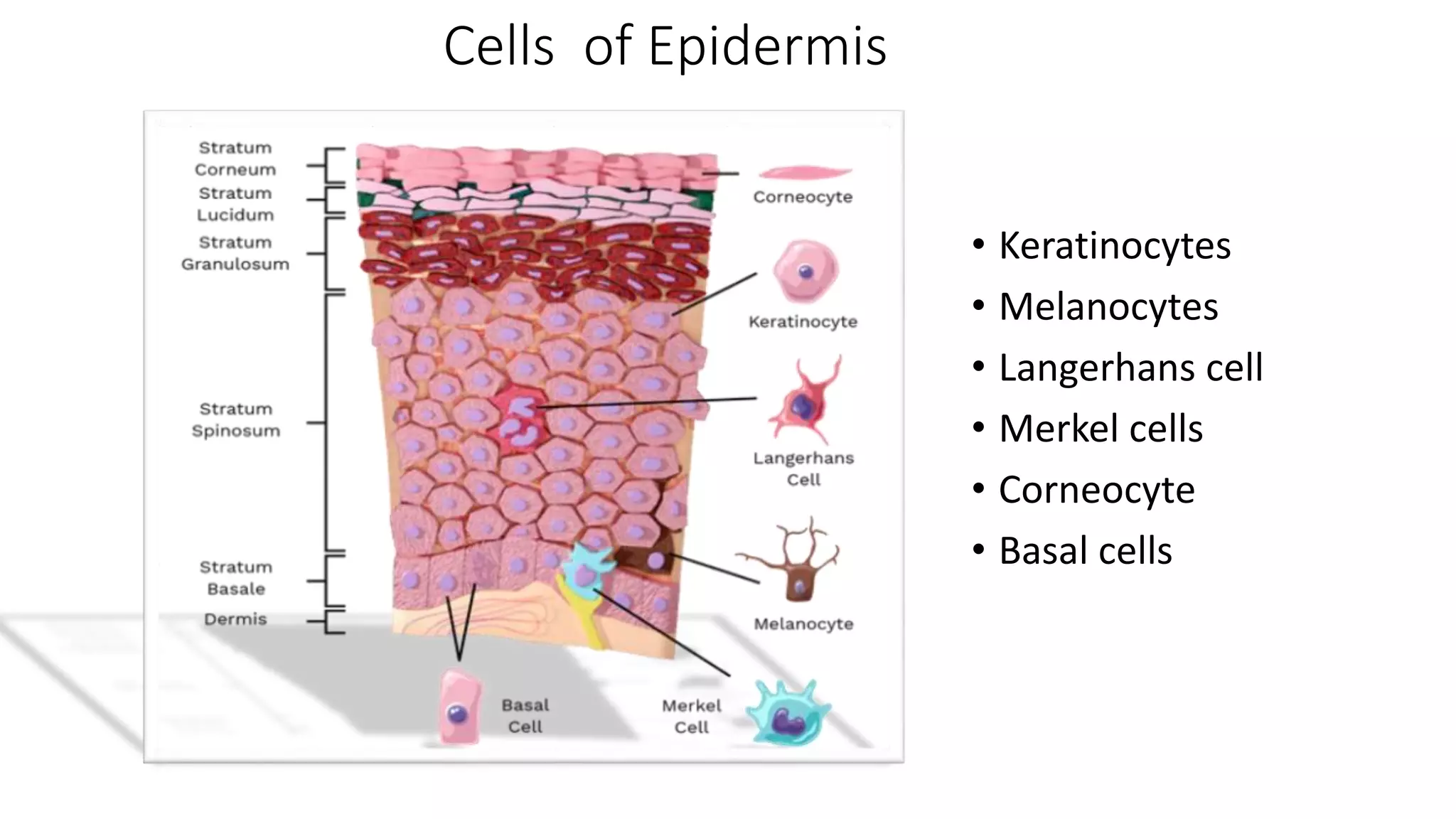 LAYERS OF EPIDERMIS_RHICHA GUPTA.pptx