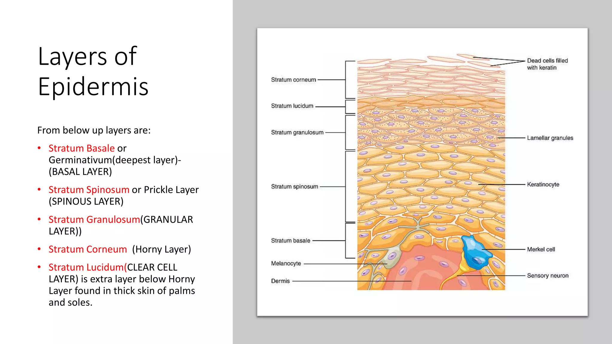 LAYERS OF EPIDERMIS_RHICHA GUPTA.pptx
