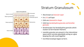 LAYERS OF EPIDERMIS_RHICHA GUPTA.pptx