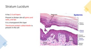 LAYERS OF EPIDERMIS_RHICHA GUPTA.pptx