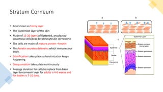 LAYERS OF EPIDERMIS_RHICHA GUPTA.pptx